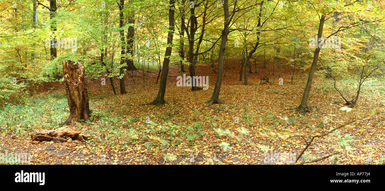 Forests Of Eastern Europe