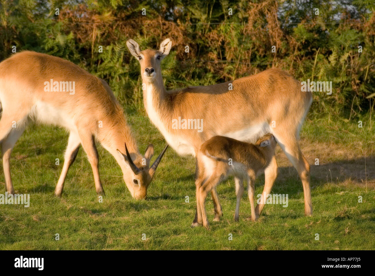 Young kafue lechwe hi-res stock photography and images - Alamy