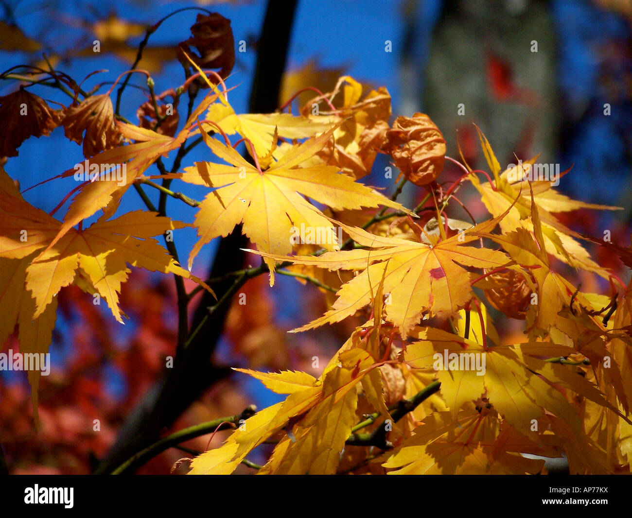 Fall foliage colors in a forest Stock Photo - Alamy