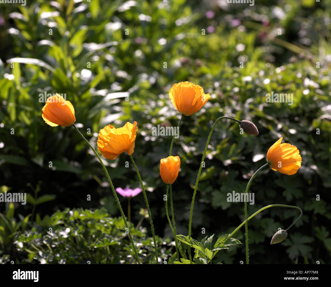 Welsh poppy bud hi-res stock photography and images - Alamy