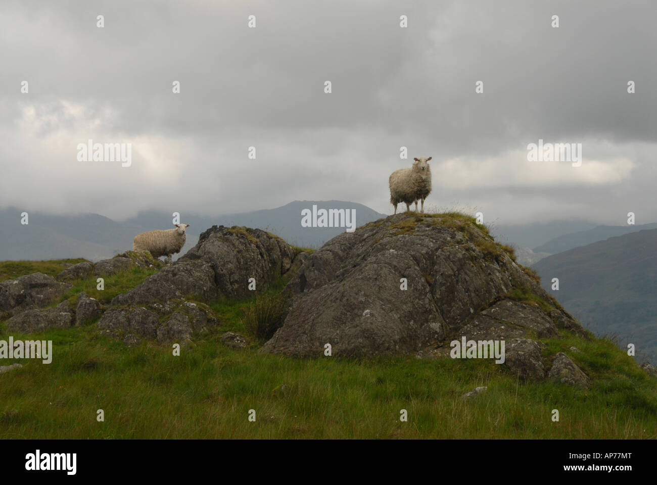 Sheep on Mount Snowdonia Stock Photo - Alamy