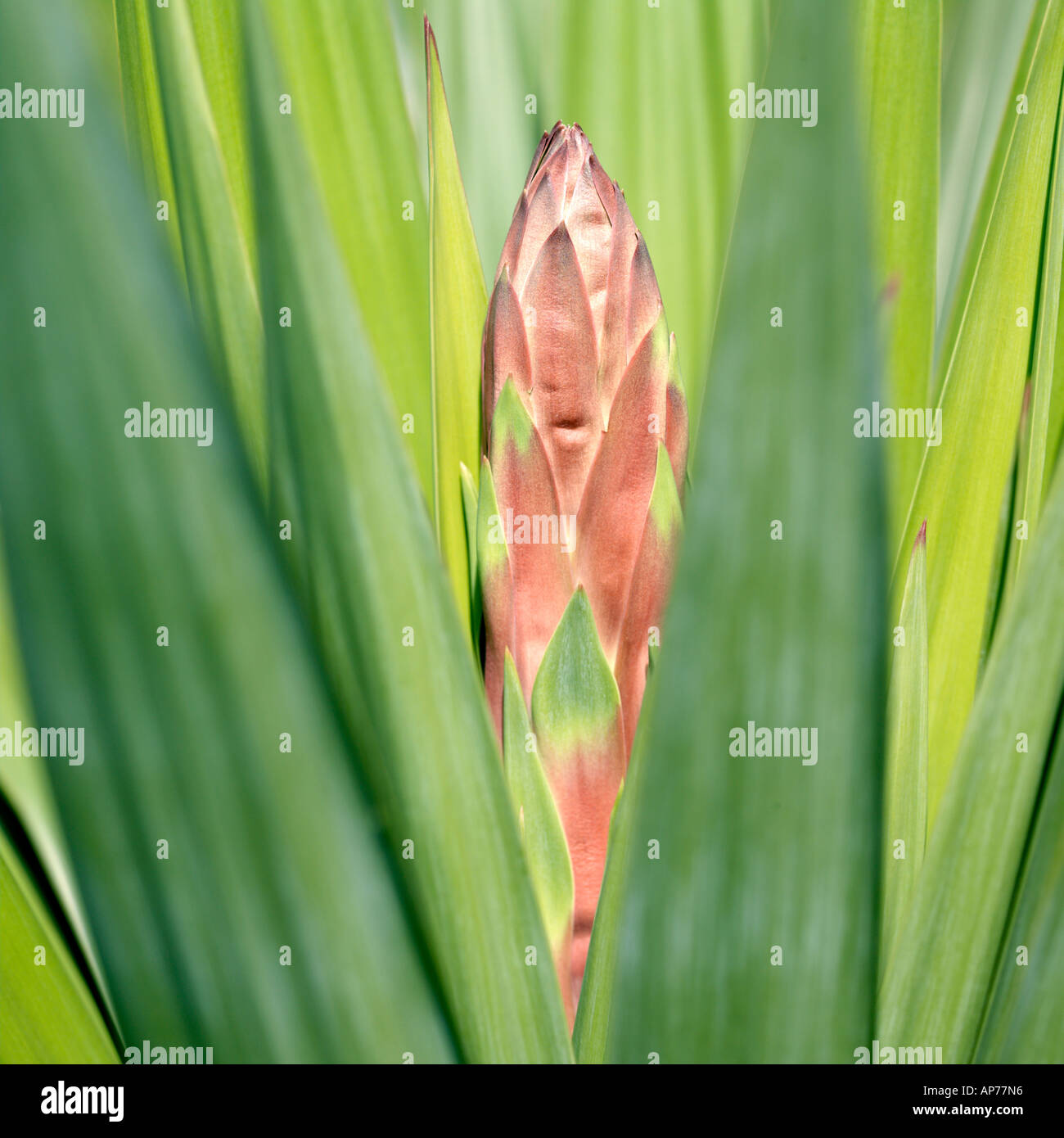 Cordyline australis yukka yucca hi-res stock photography and images - Alamy