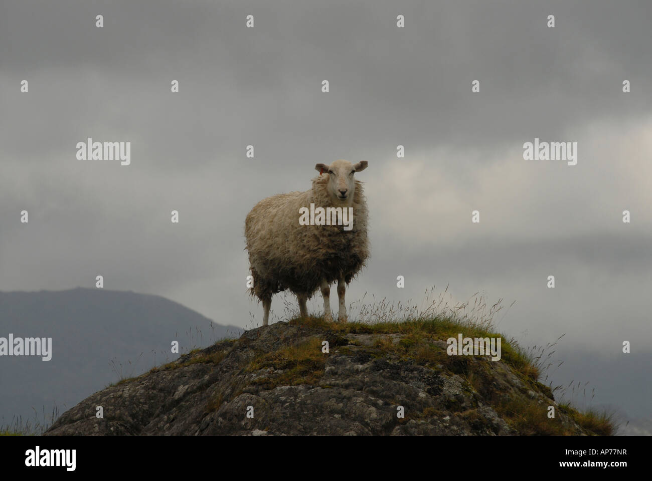 Sheep on Mount Snowdonia Stock Photo - Alamy