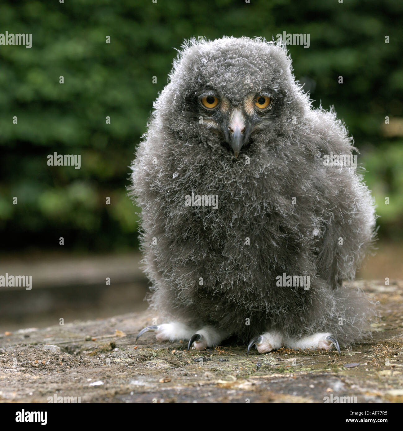 Snowy Owl Chick