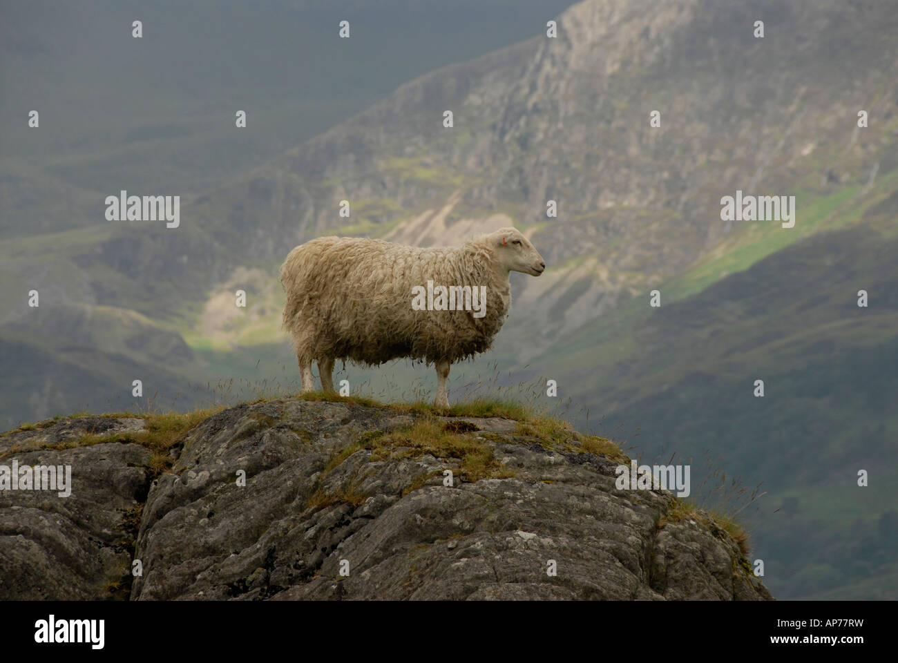 Sheep on Mount Snowdonia Stock Photo - Alamy
