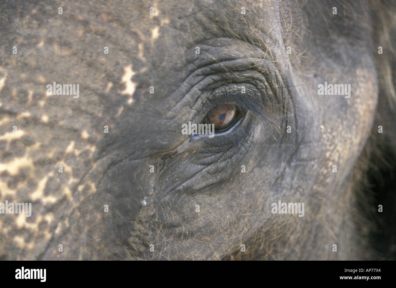 Java Elephant Eye Bali Stock Photo - Alamy