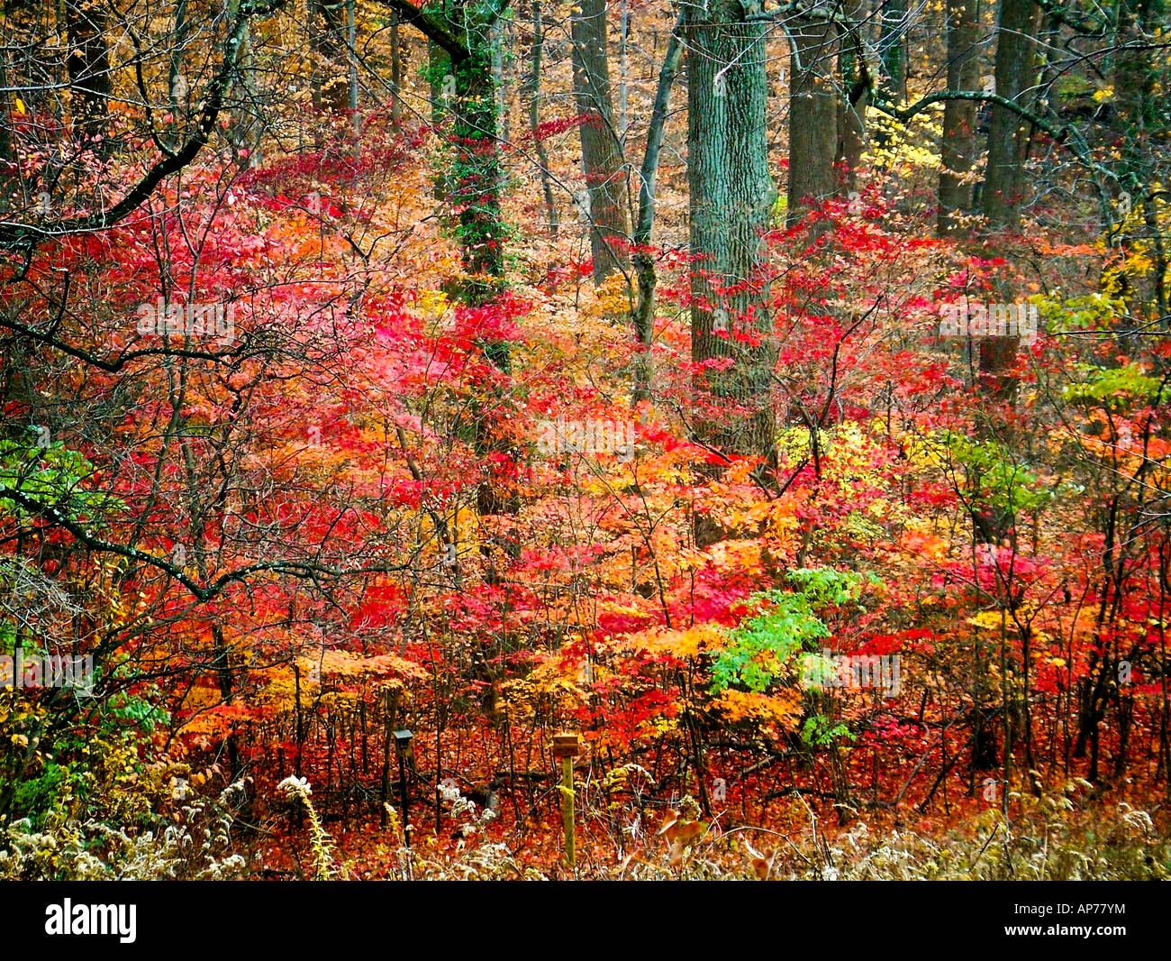 Vivid fall foliage colors in a hedge of young trees at the edge of an ...