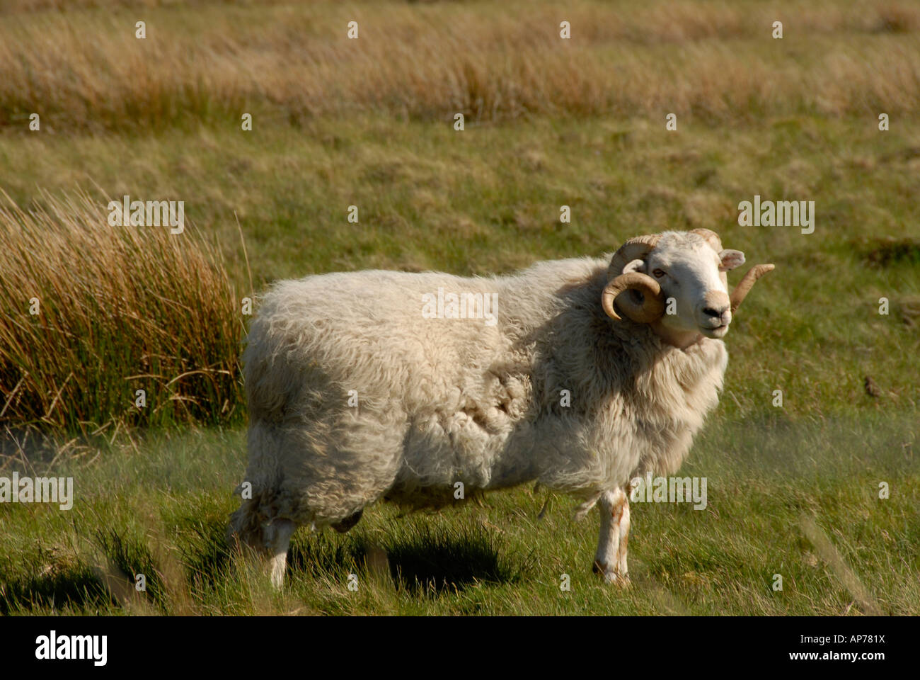 Welsh Mountain Ram Stock Photo - Alamy