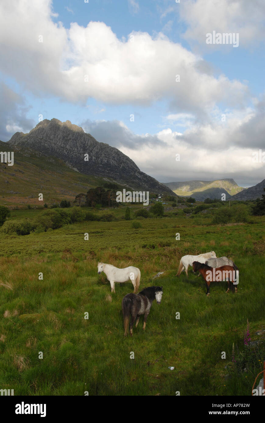 Wild Mountain Ponies and Tryfan Snowdonia Stock Photo - Alamy