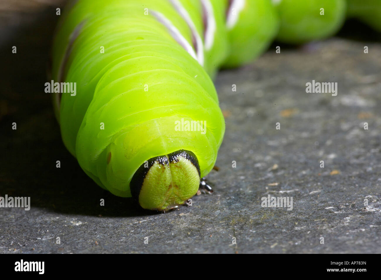 privet, hawk, moth, caterpillar, larva, larvae Stock Photo - Alamy