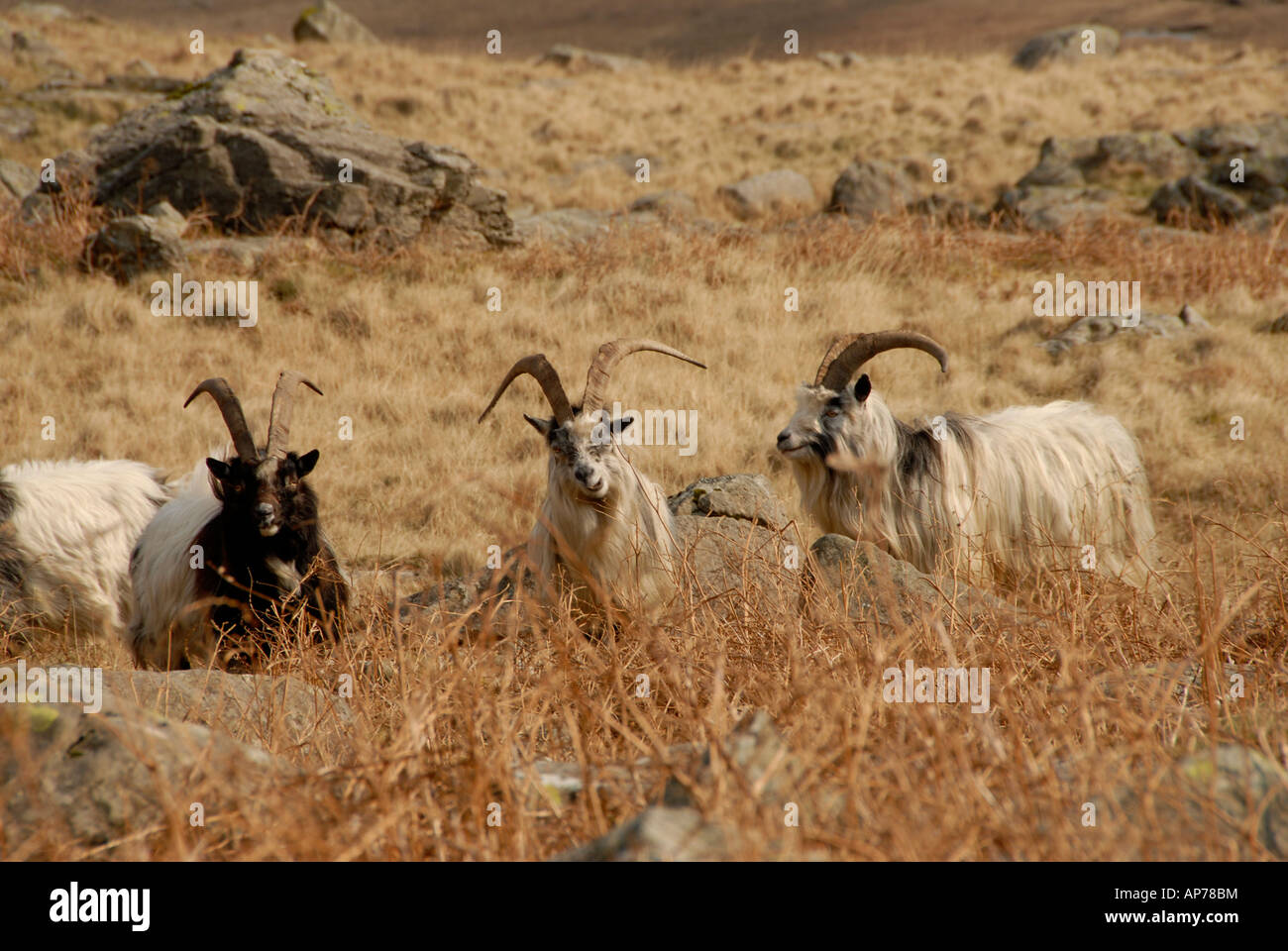 Feral Goats Snowdonia Stock Photo - Alamy