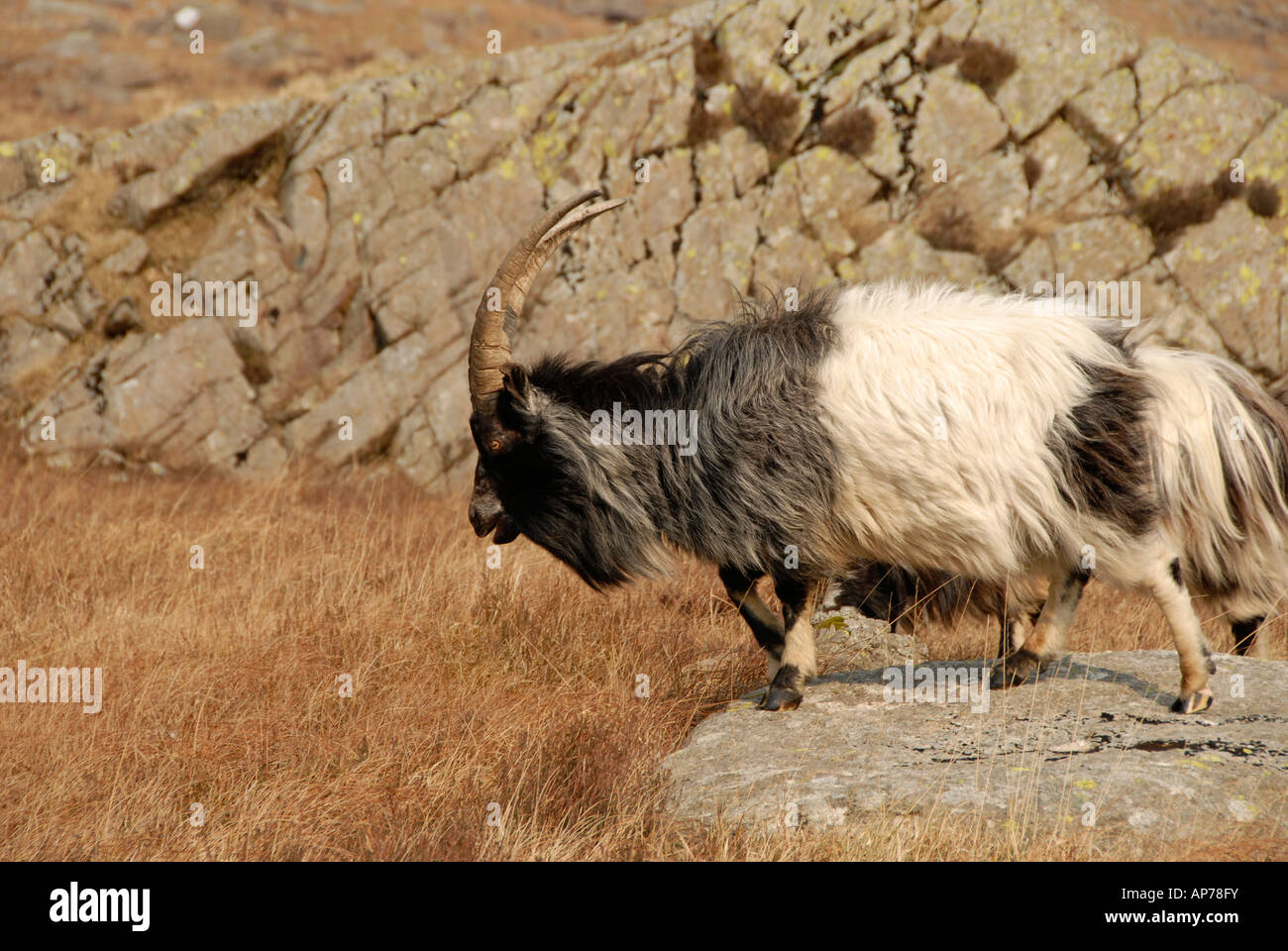 Feral Goats Snowdonia Stock Photo - Alamy