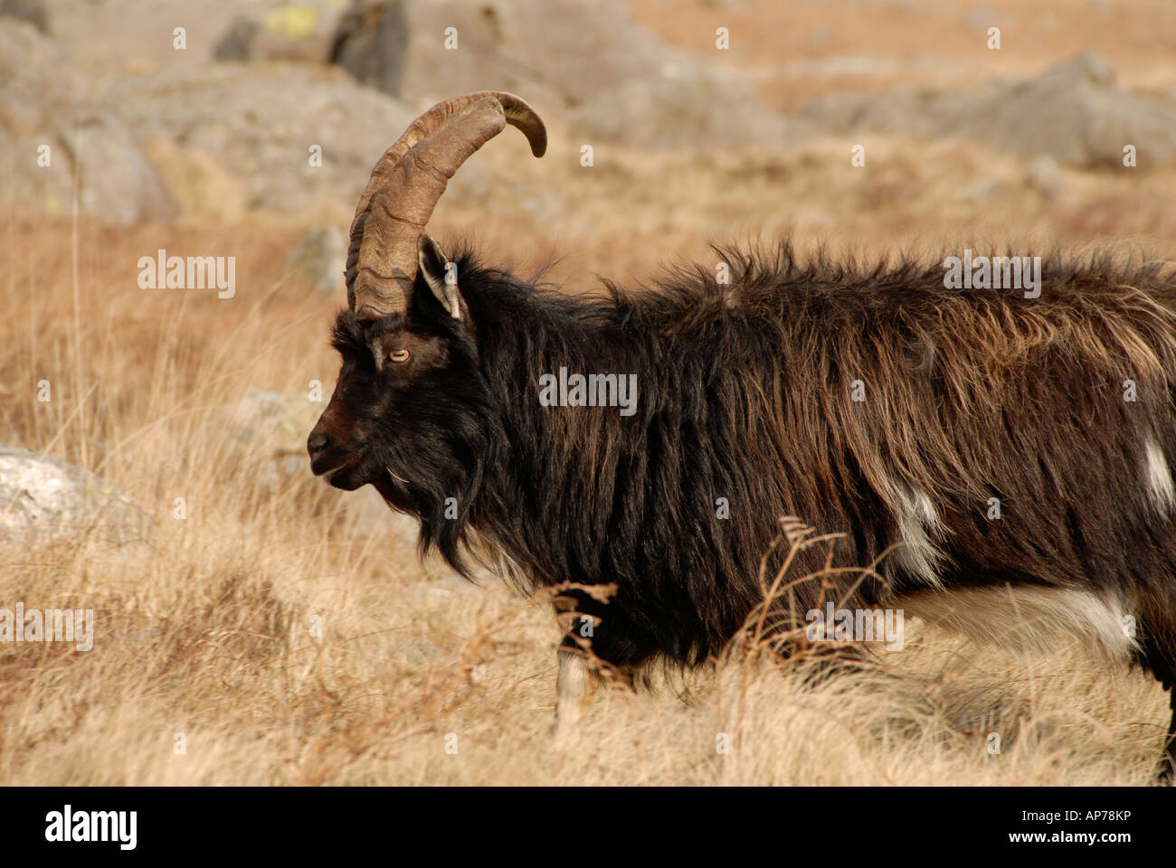 Feral goats snowdonia hi-res stock photography and images - Alamy