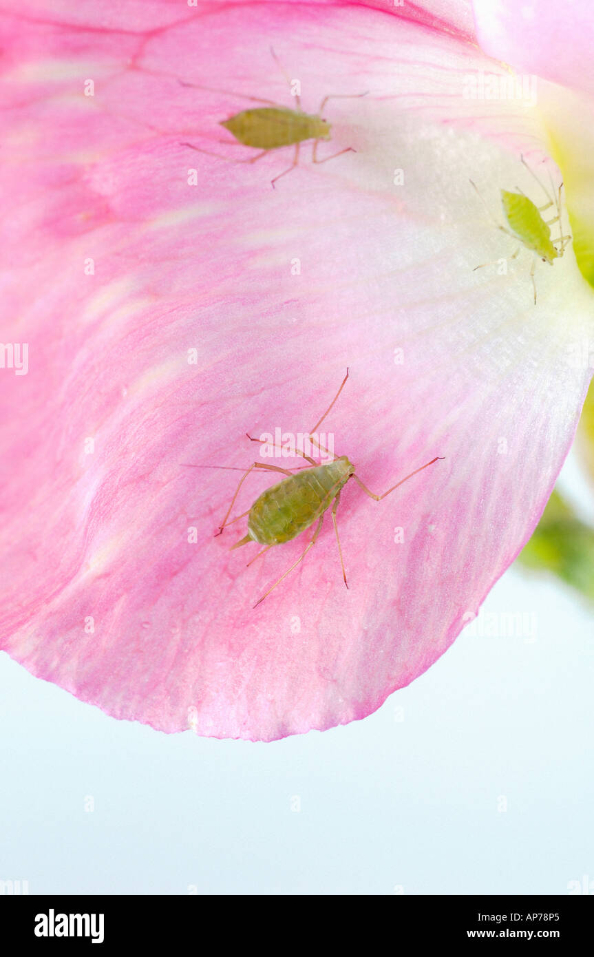 Pea aphid hi-res stock photography and images - Alamy