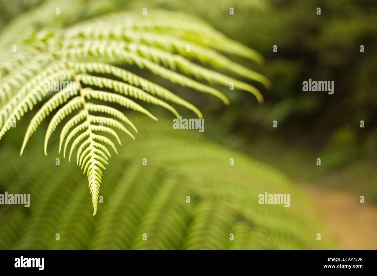 Queen charlotte track new zealand hi-res stock photography and images ...