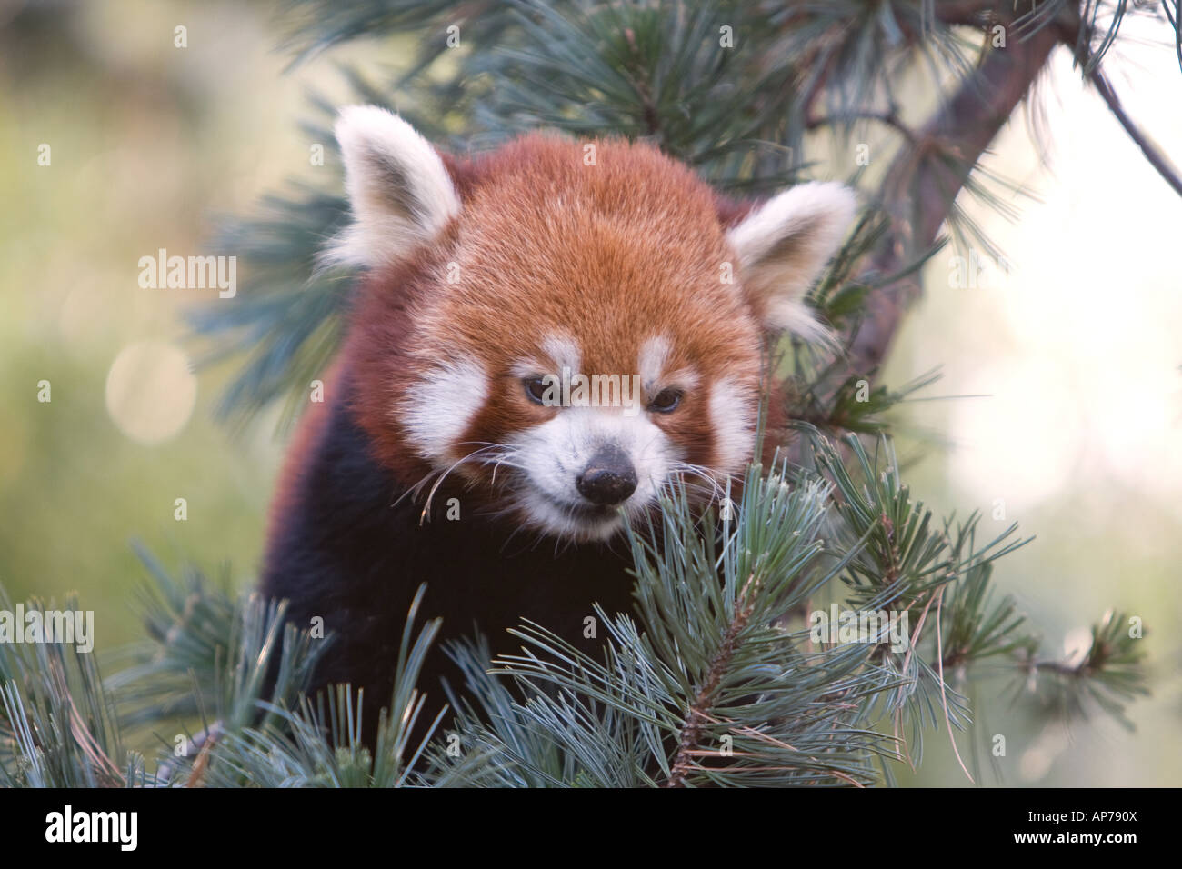 A red panda perches in a fir tree Stock Photo - Alamy