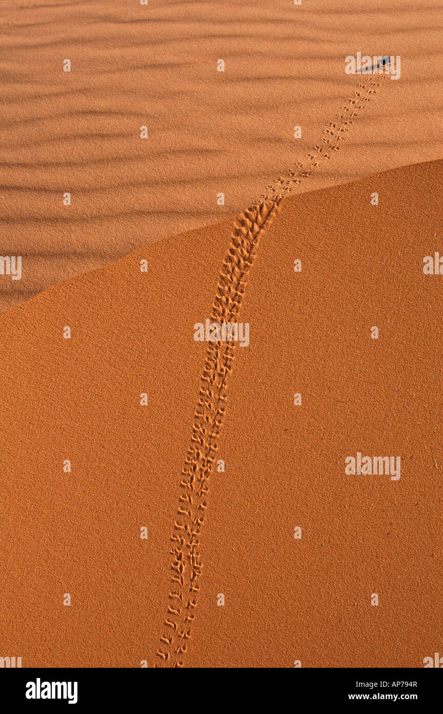 Darkling beetle sand dune hi-res stock photography and images - Alamy