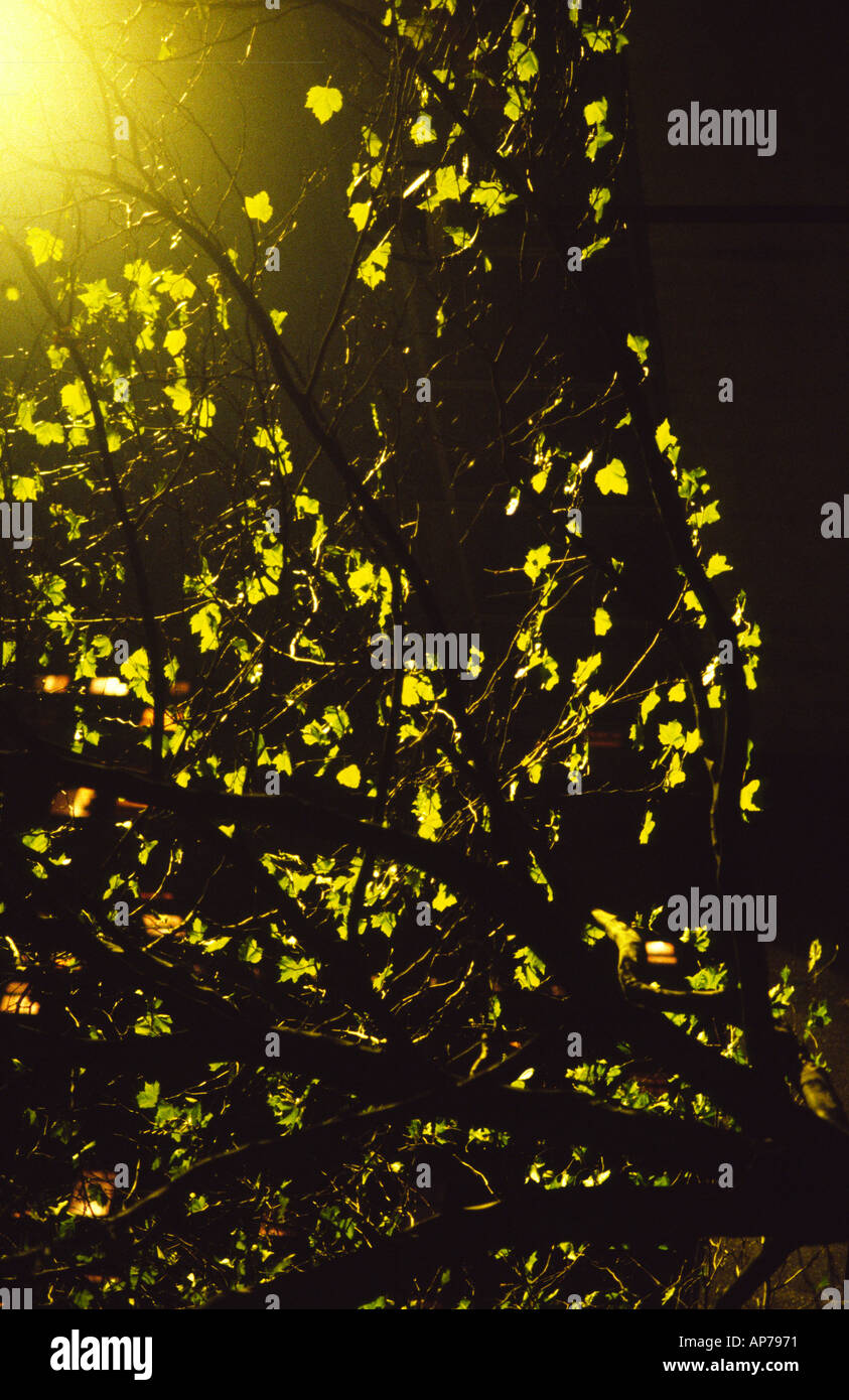 Tree under street lamp at night Stock Photo - Alamy