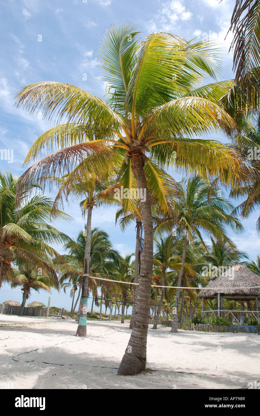 Coco heaven hi-res stock photography and images - Alamy