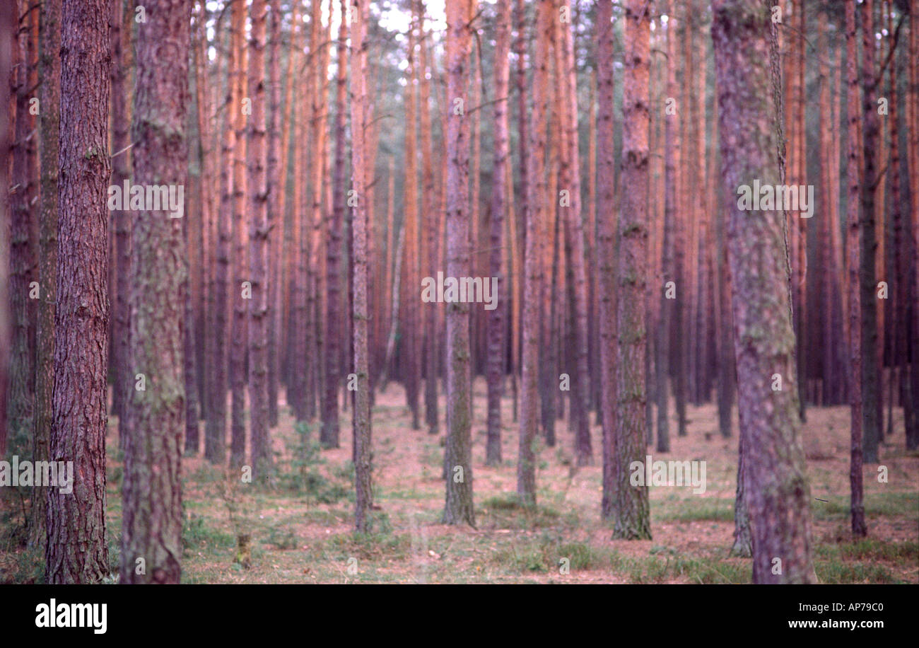 Upright trunk hi-res stock photography and images - Alamy