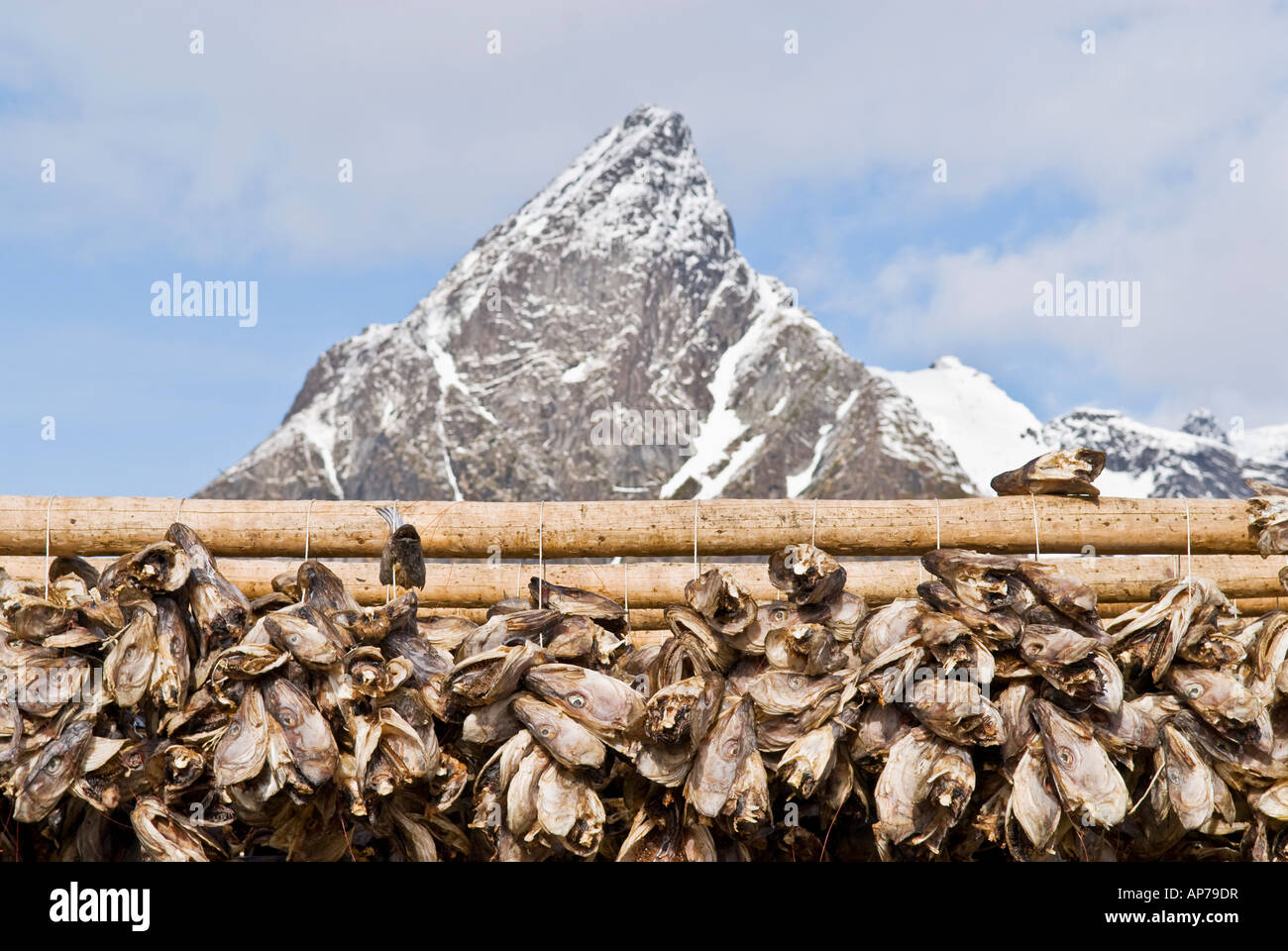 Atlantic cod fish dead catch hi-res stock photography and images - Alamy