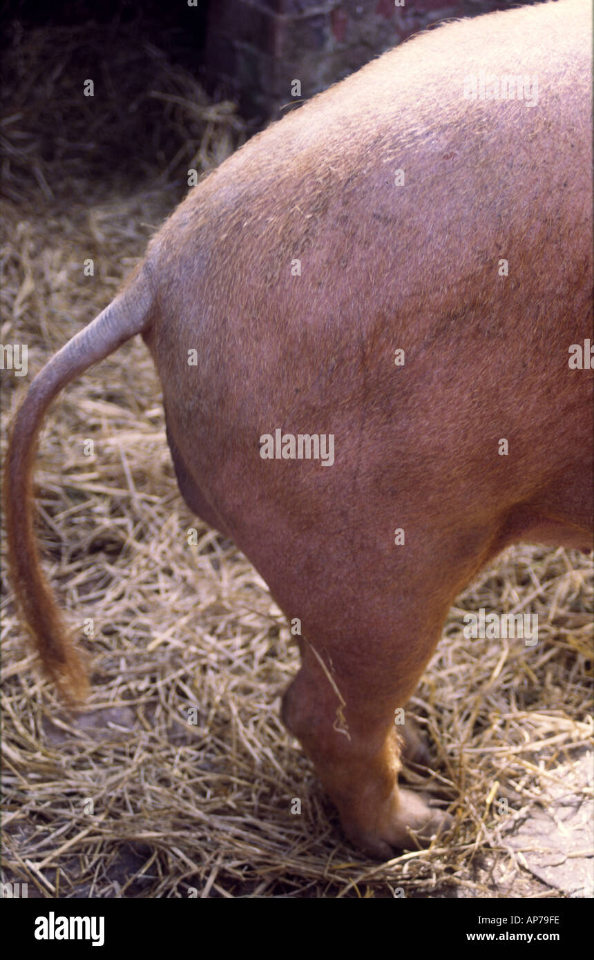 Pig Backside Stock Photos & Pig Backside Stock Images - Alamy