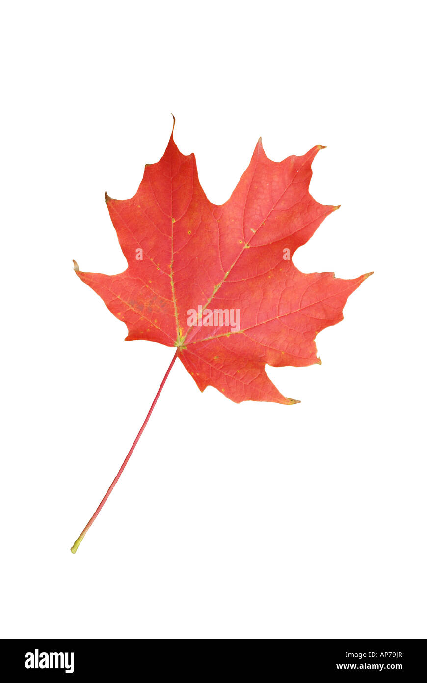 Red maple leaf isolated on white background Stock Photo - Alamy