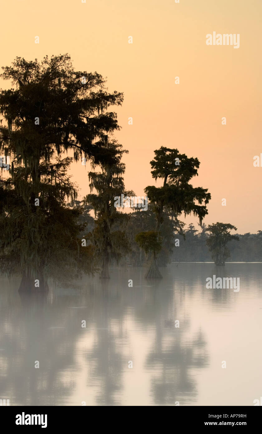 Louisiana swamp fog hi-res stock photography and images - Alamy