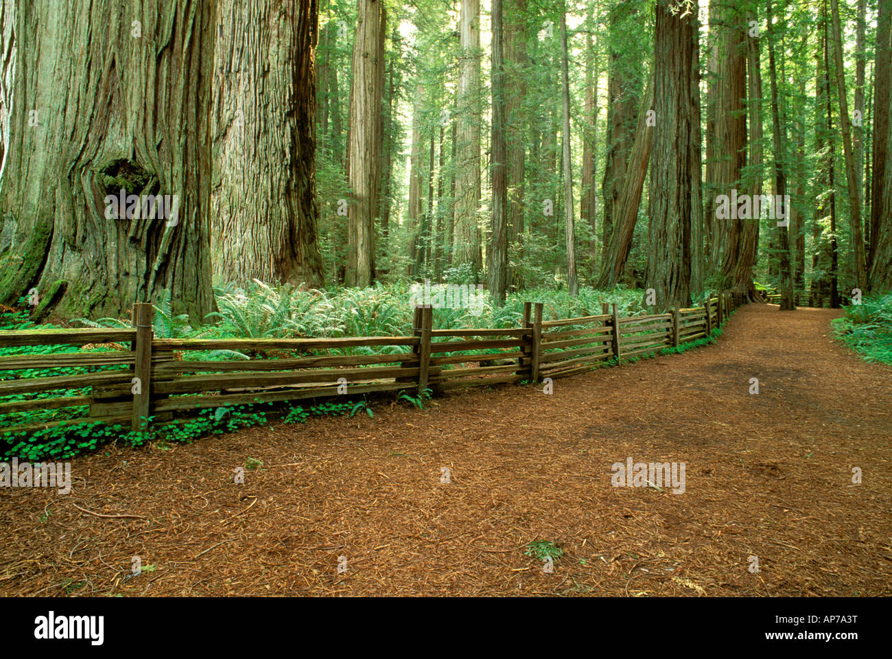 Trail through the Stout Grove Jedediah Smith Redwoods State Park ...
