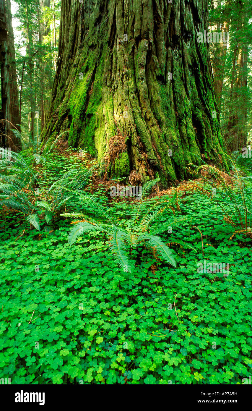 California redwoods spring state parks trees united states of america ...
