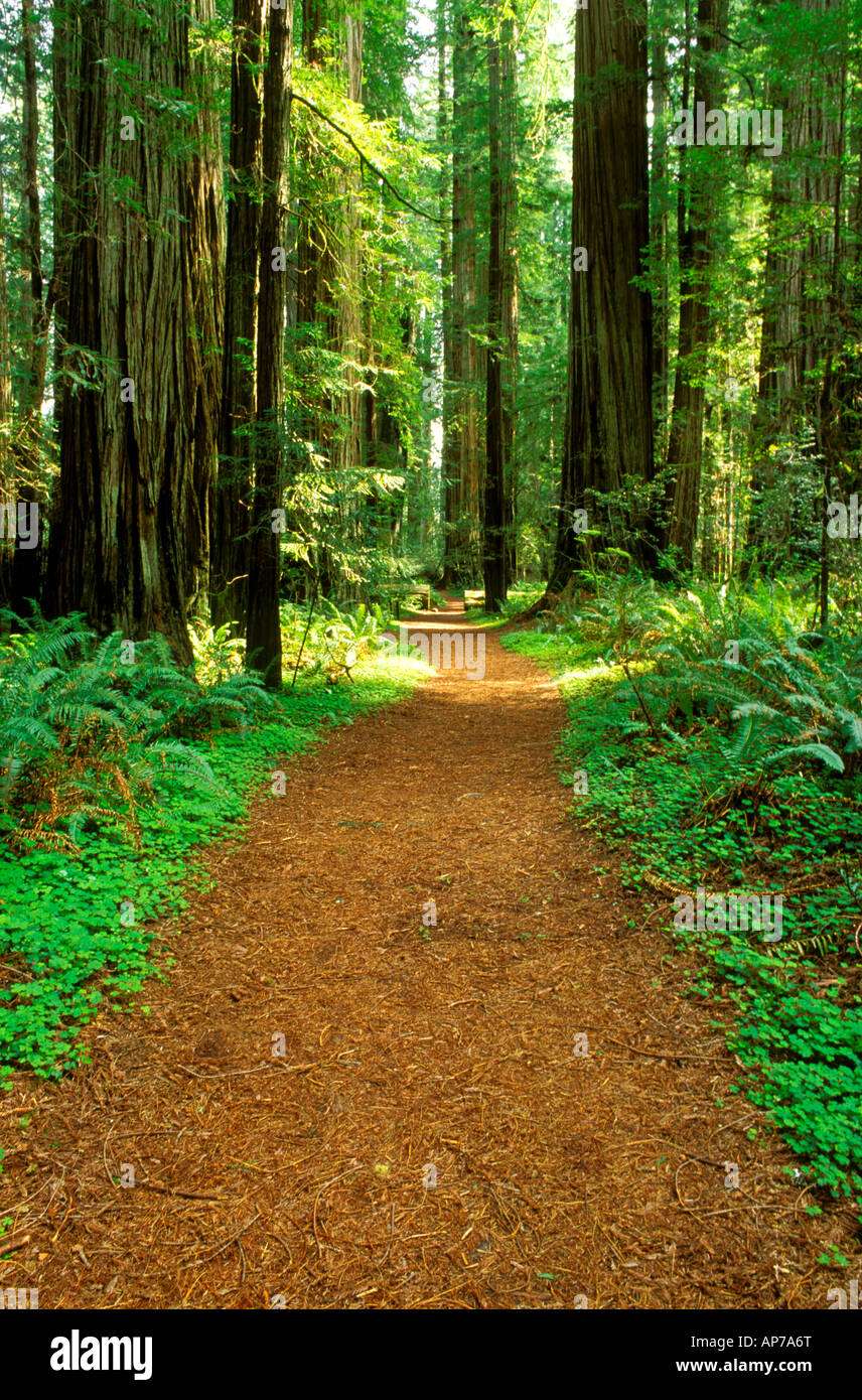 Redwoods national park scenics hi-res stock photography and images - Alamy