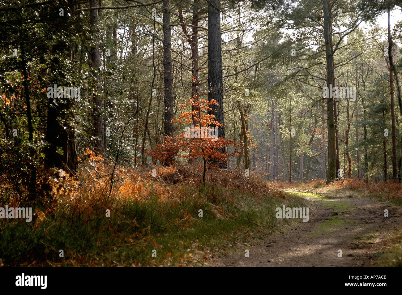 The hurtwood hi-res stock photography and images - Alamy