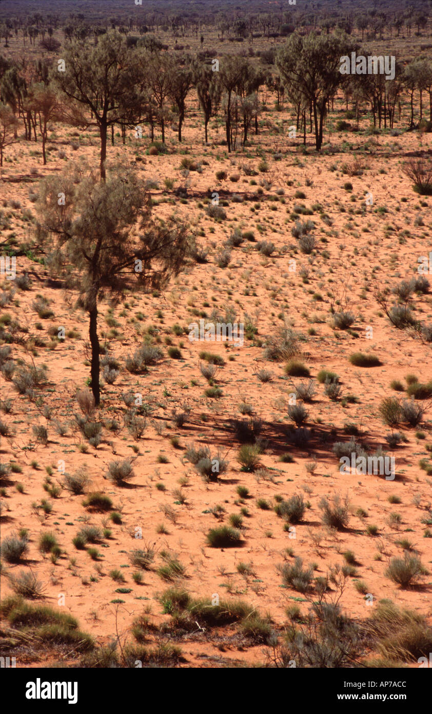 Desert oak tree australia hi-res stock photography and images - Alamy