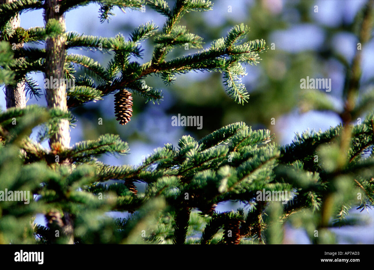 Cone on Evergreen Tree Stock Photo - Alamy