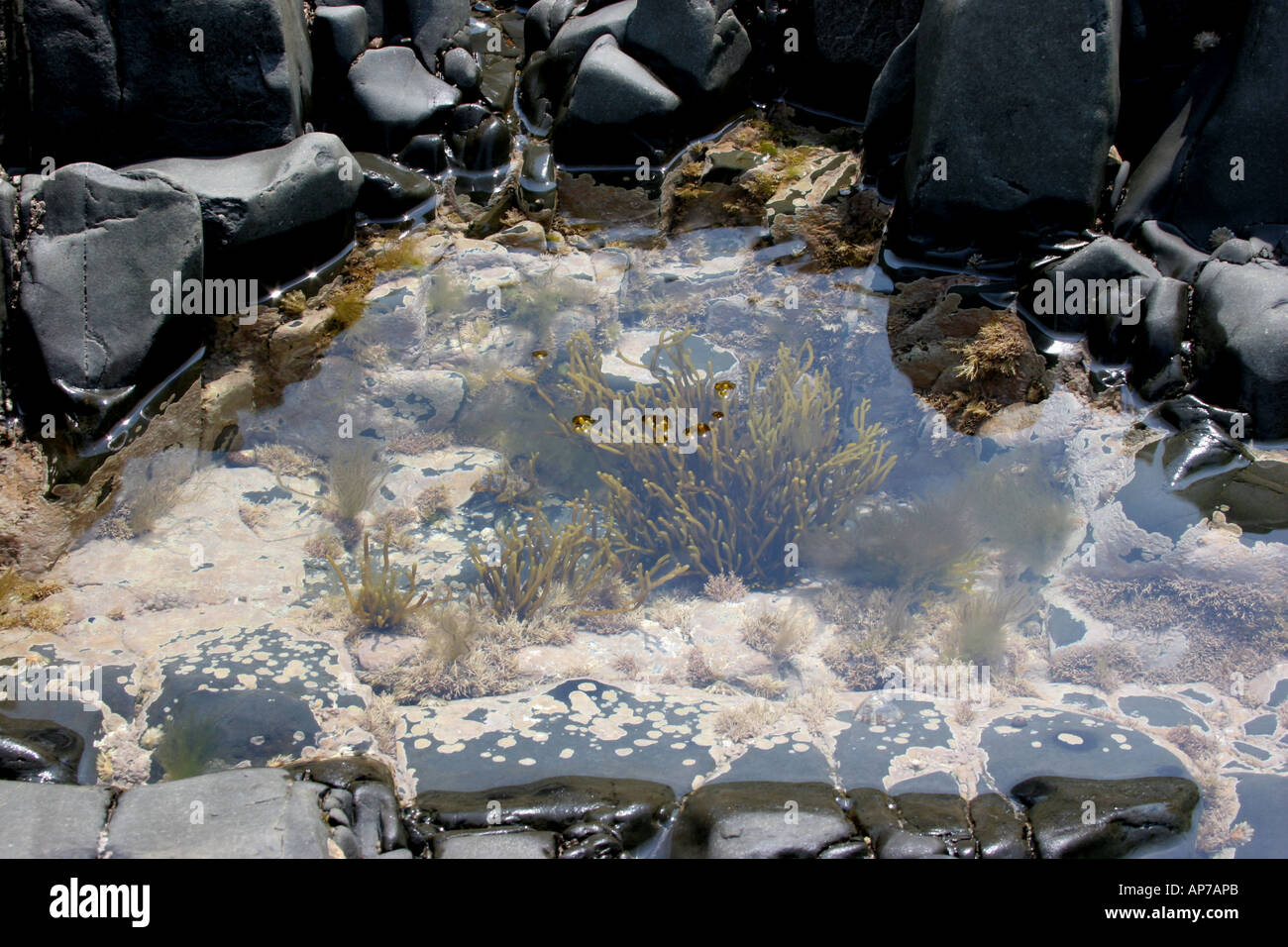 Barnacles in rockpool hi-res stock photography and images - Alamy