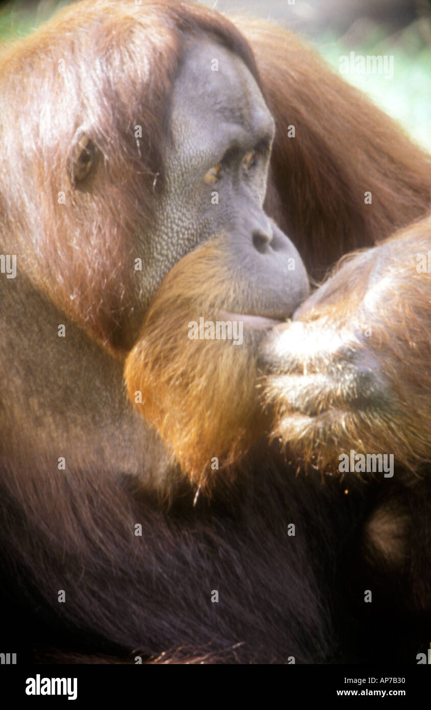 Sumatran orangutan Pongo pygmaeus abelli Close up hand to mouth, deep ...