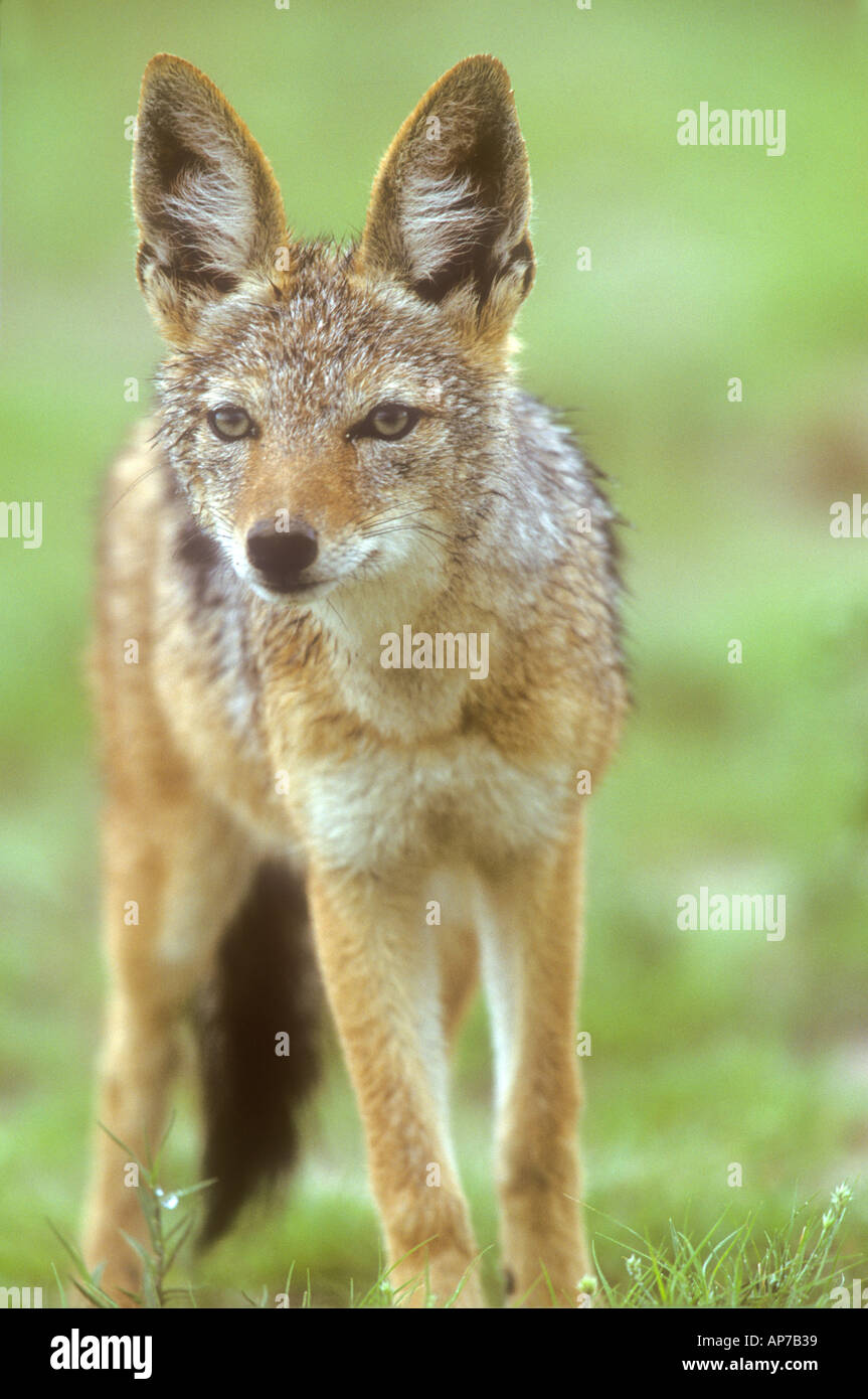 Black backed jackal Canis mesomelas Stock Photo - Alamy
