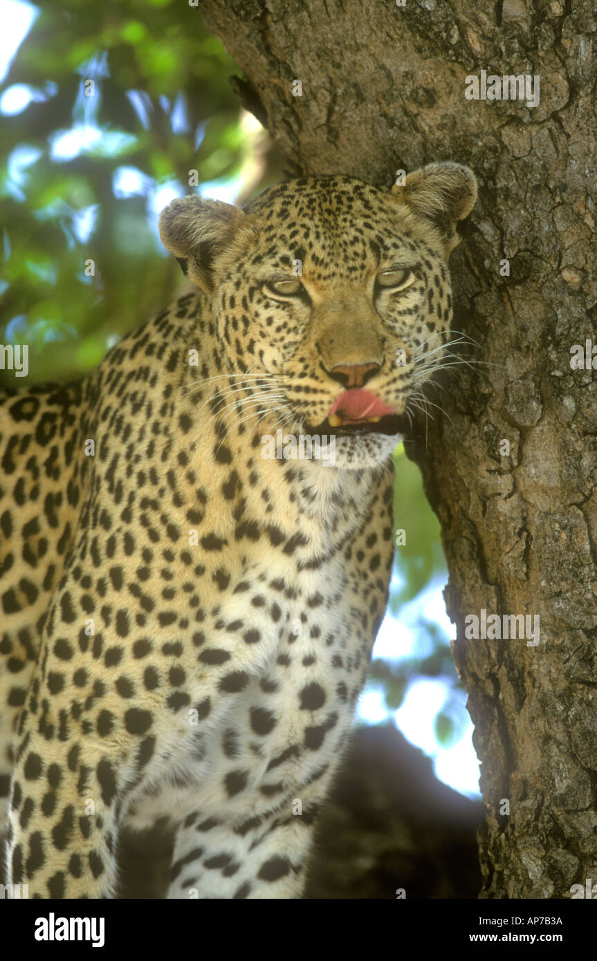 Panthera pardus Close Up Portrait Stock Photo - Alamy
