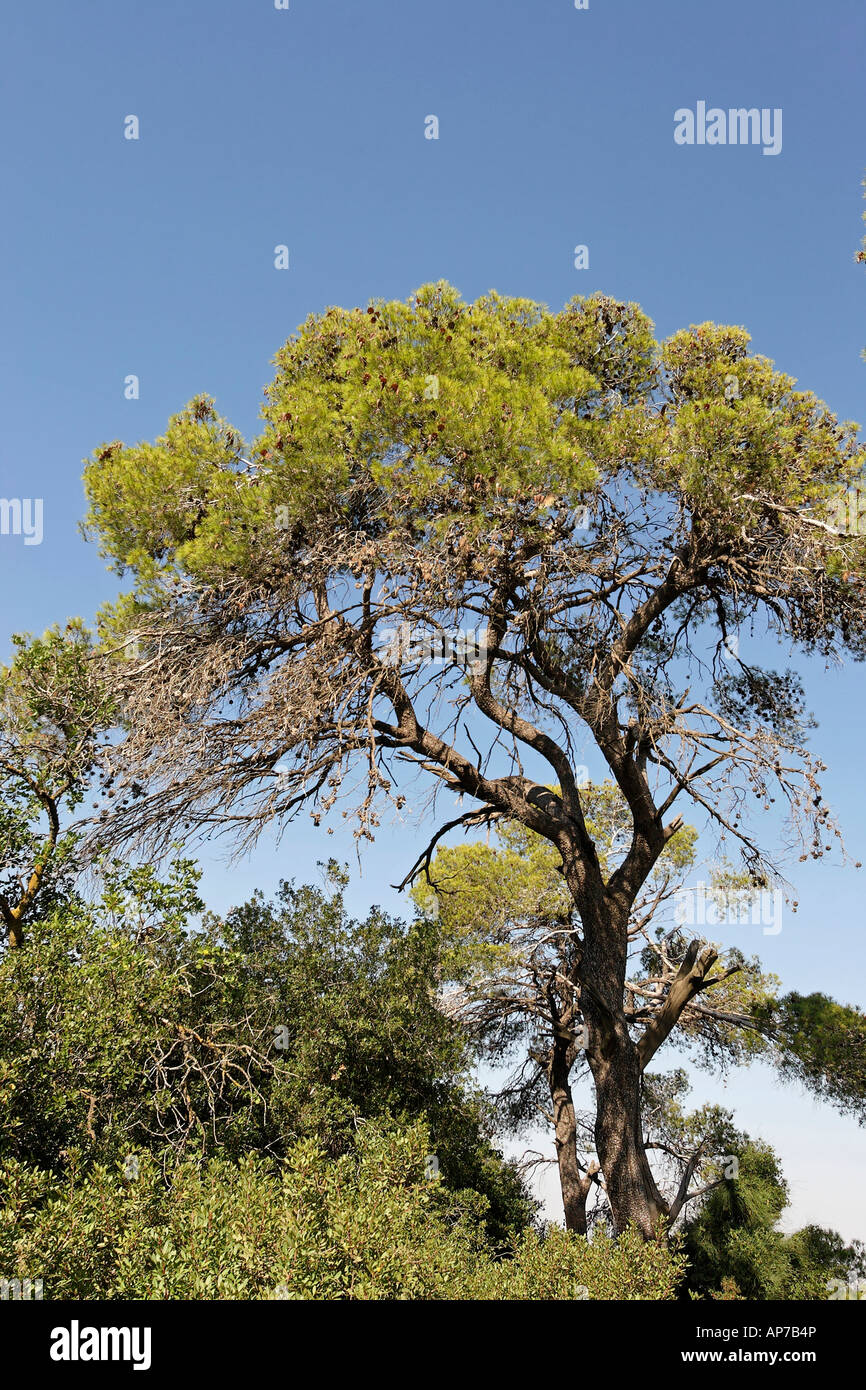 Israel Aleppo Pine Tree in the Jerusalem Mountains Stock Photo - Alamy