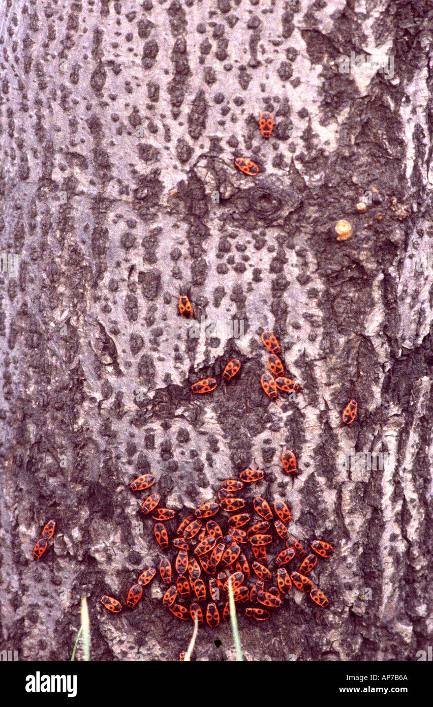 Bark eating insects hi-res stock photography and images - Alamy