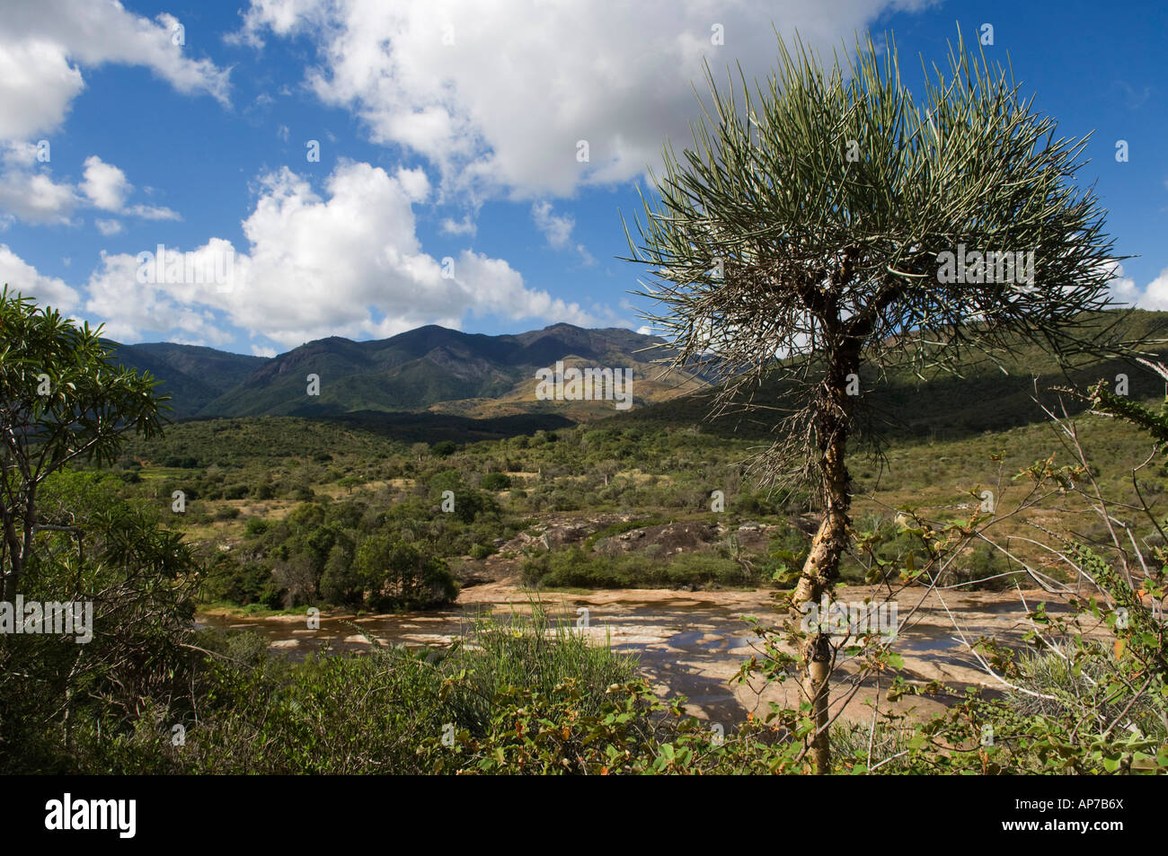 Euphorbia laro, Andohahela National Park, Madagascar Stock Photo - Alamy