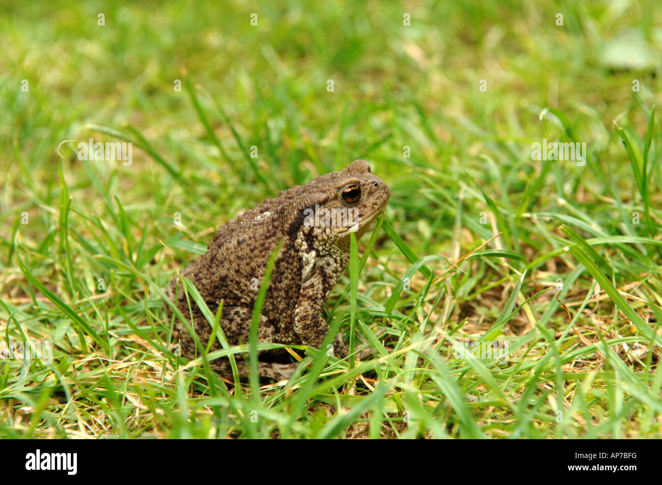 Chodecz hi-res stock photography and images - Alamy
