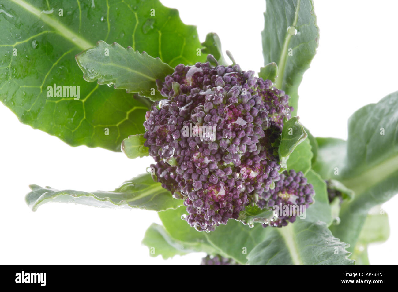 Purple sprouting broccoli Stock Photo - Alamy