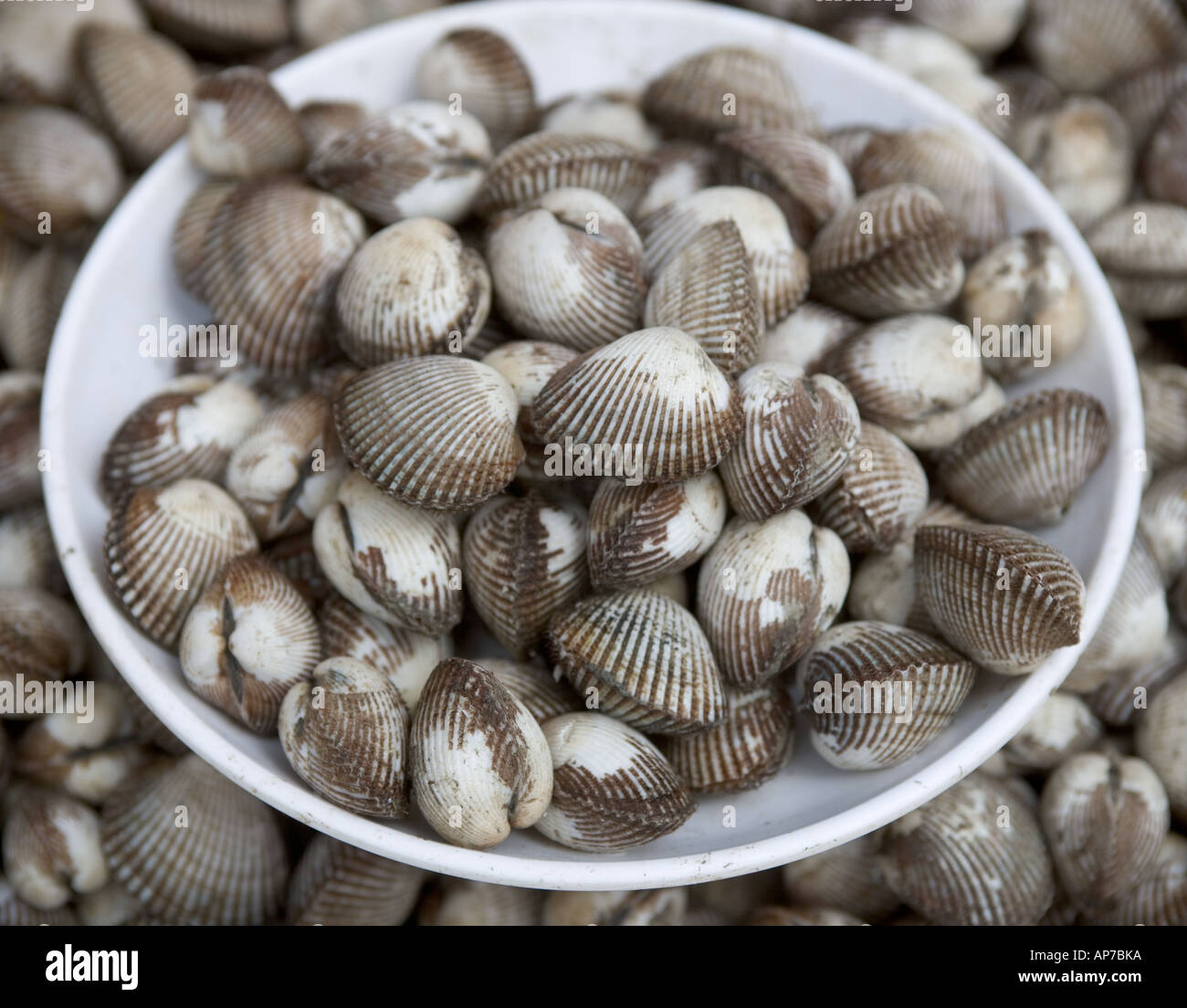 Cockle Stall at Jagalchi Fish Market Busan South Korea Stock Photo - Alamy