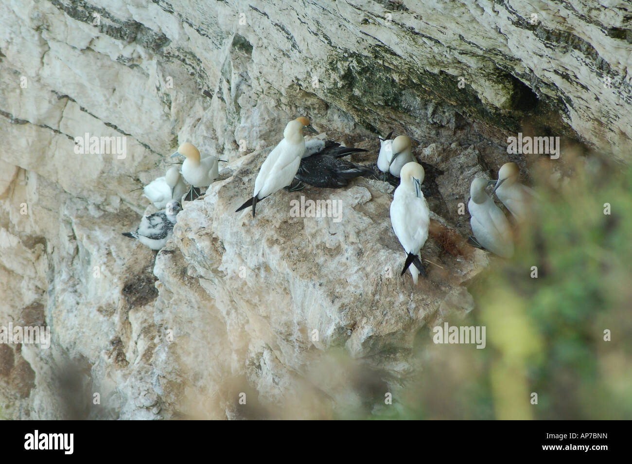 Gannets birds on Bempton Cliffs NSPB reserve in Flamborough North ...