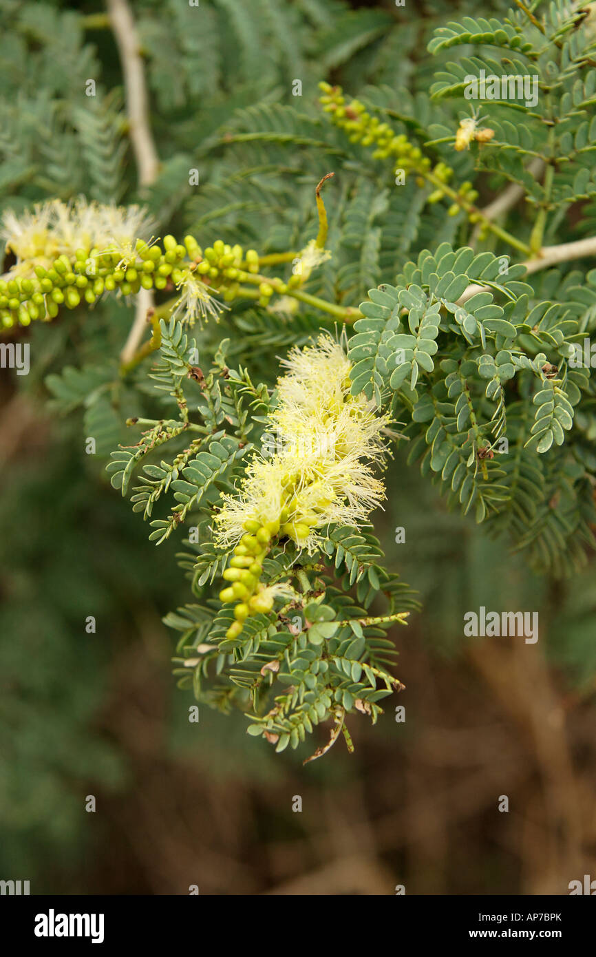 Acacia flowers hi-res stock photography and images - Alamy