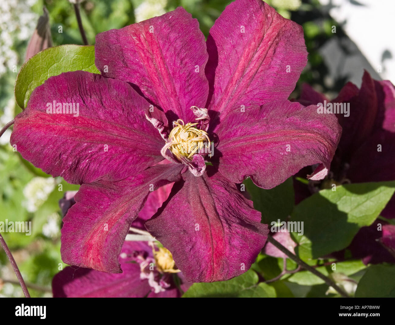 Clematis Voluceau flowering climbing plant in Wiltshire England UK EU ...