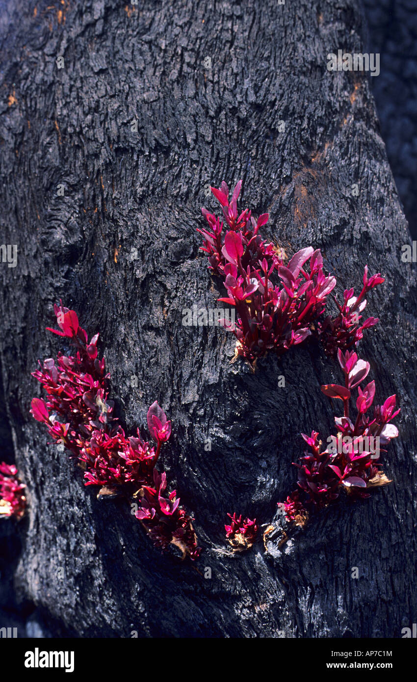 Fire regrowth australia hi-res stock photography and images - Alamy