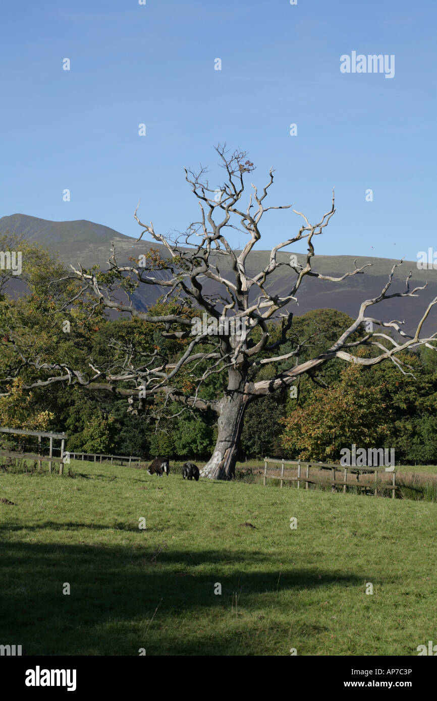 Dead standing oak trees hi-res stock photography and images - Alamy