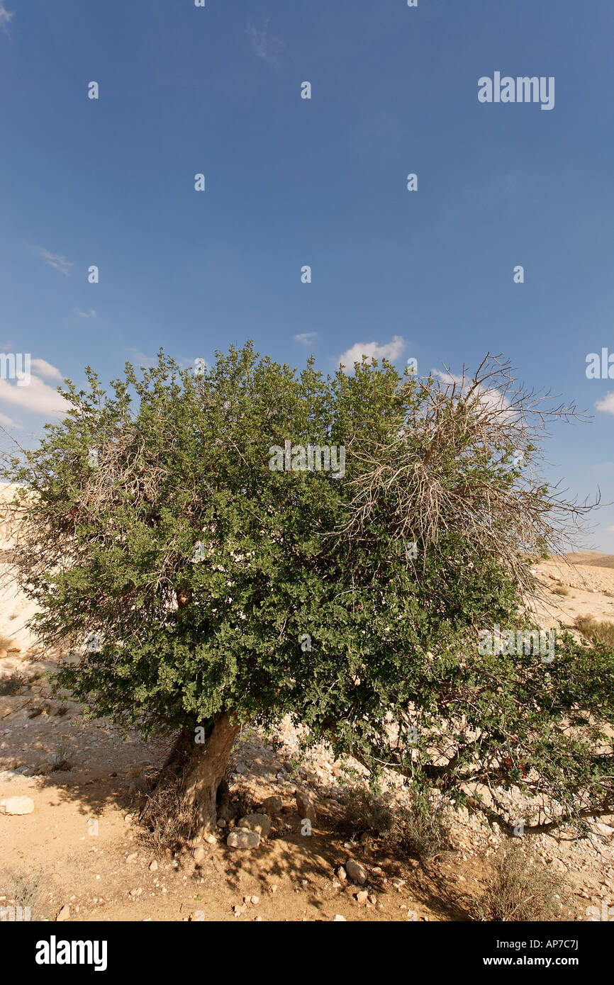 Israel Carob tree in the Negev desert Stock Photo - Alamy